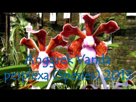 Anggrek Vanda perplexa (Spesies) 2013 - YouTube