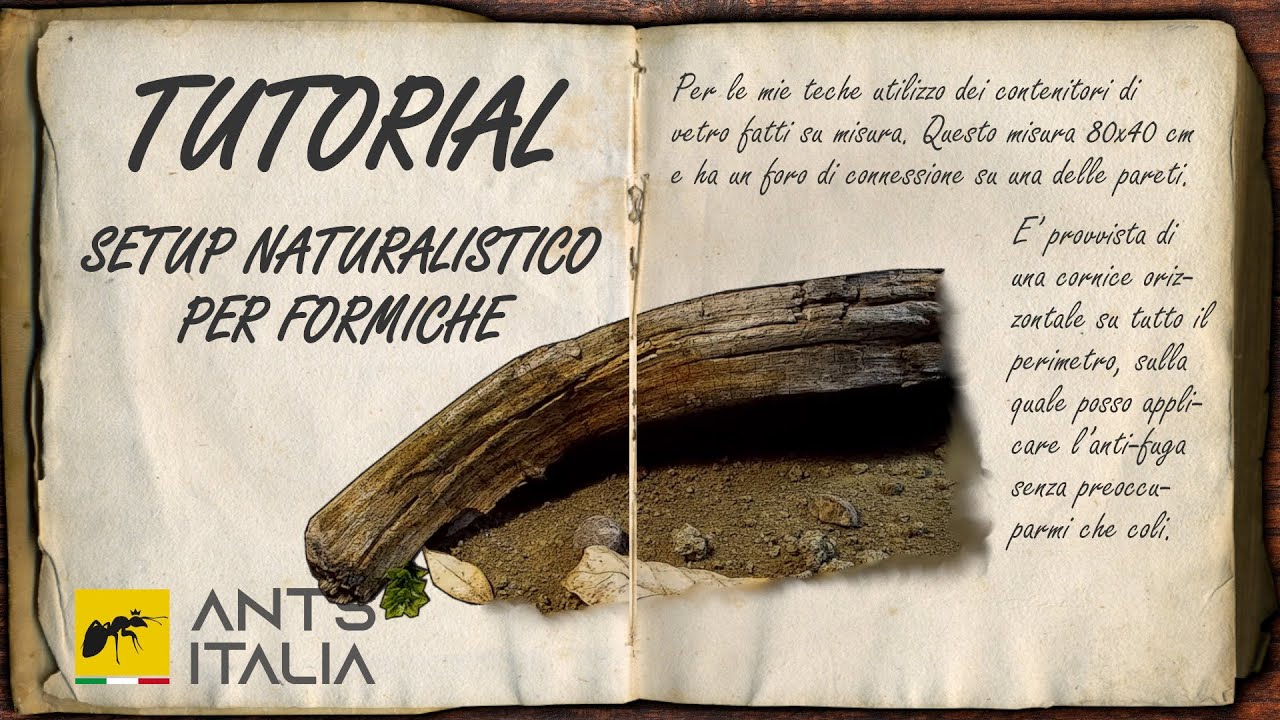 Costruire un Setup per Formiche - TUTORIAL - YouTube