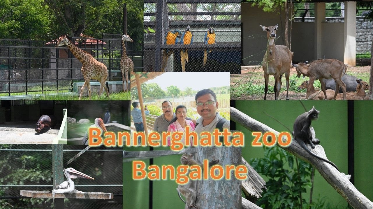 Bannerghatta National Zoo | Must Visit place in Bangalore - YouTube