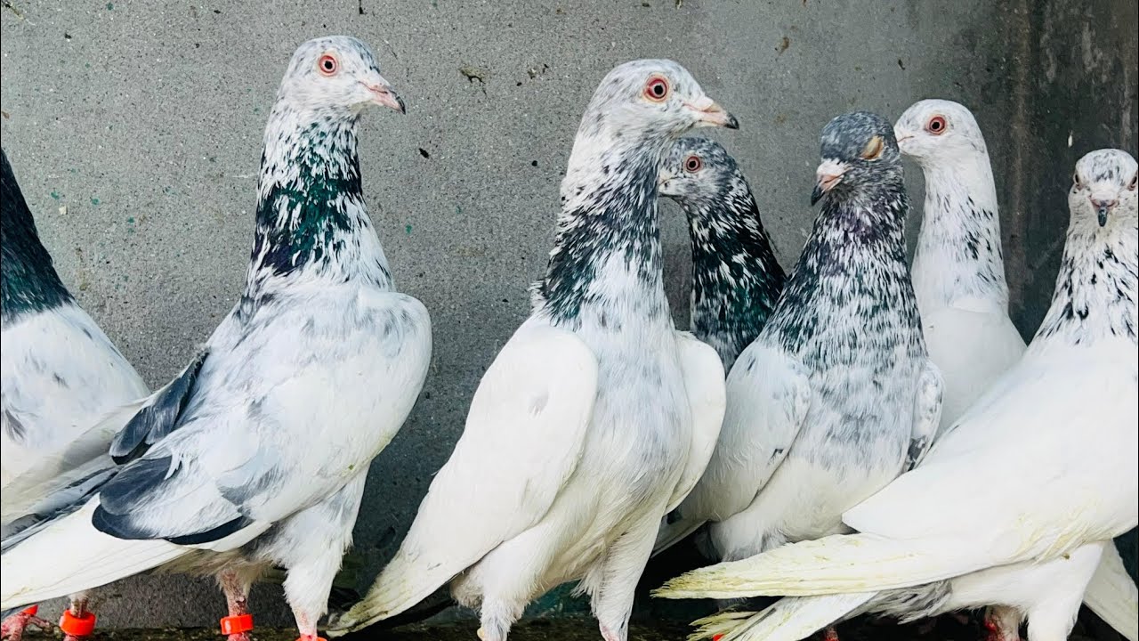 11 Piece Pure Golden Sandori Palak Red Eyes wale Available. Call ...