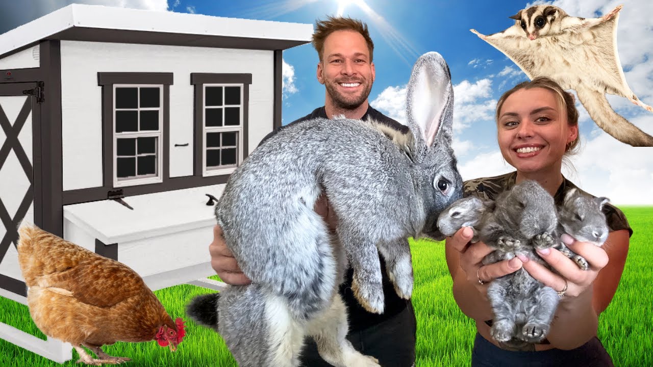 Meet My 20 Pound Giant Rabbits! Sugar Gliders & More! - YouTube