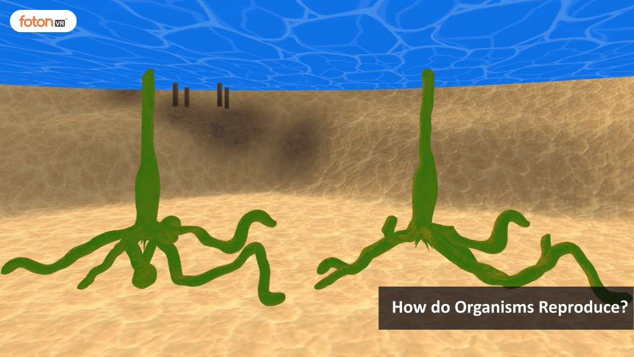 Fragmentation In Spirogyra Animation