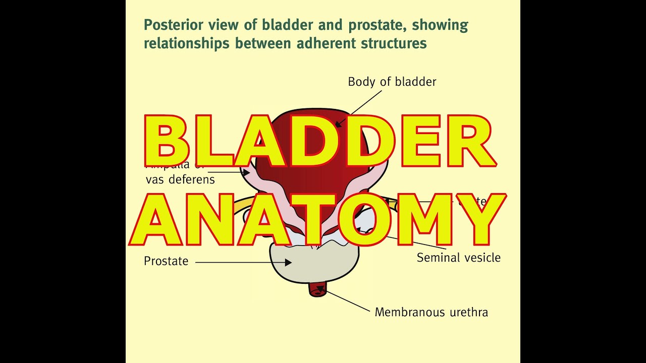 BLADDER ANATOMY - YouTube