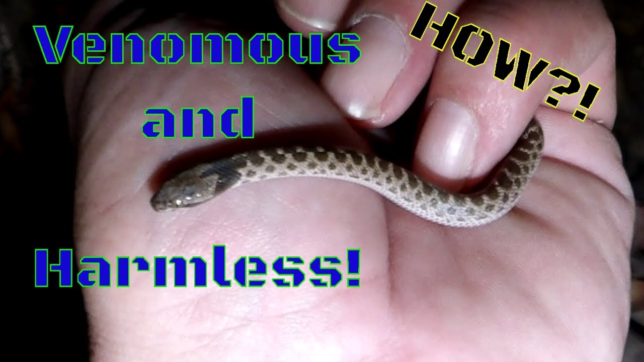 California Night Snake - seldom seen, mildly venomous and completely harmless. - YouTube
