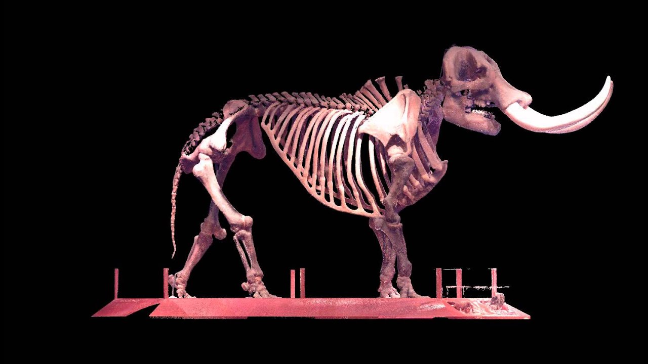 Florida Mastodon - YouTube
