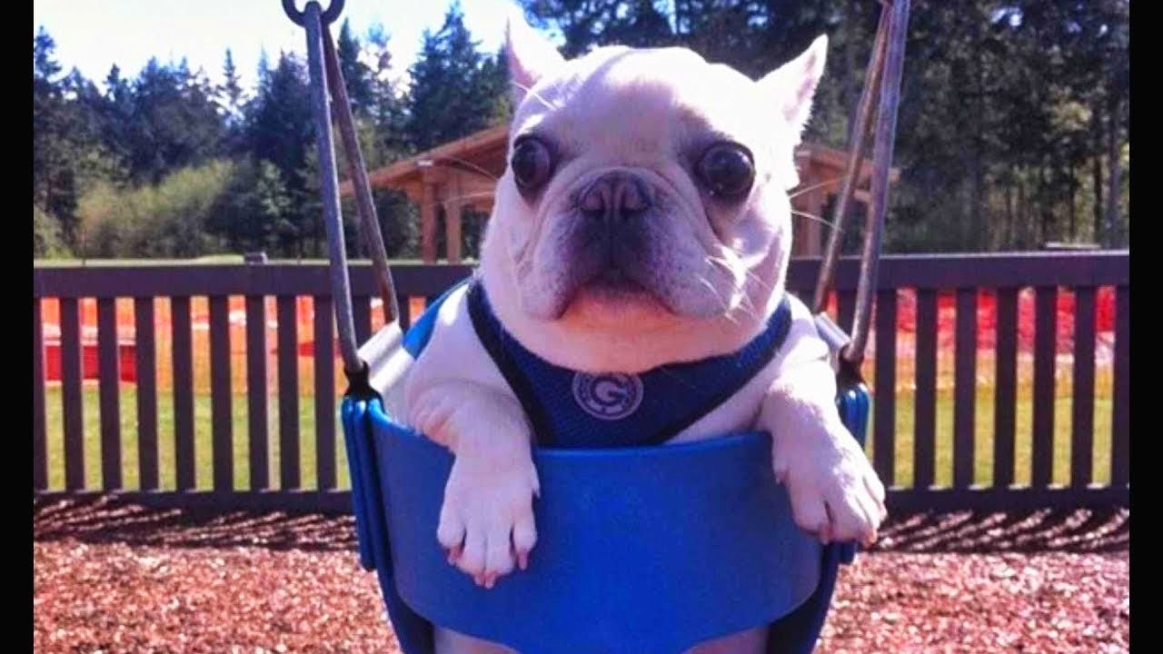 Videos De Risa de Perros - Imposible no reírse #16 - YouTube