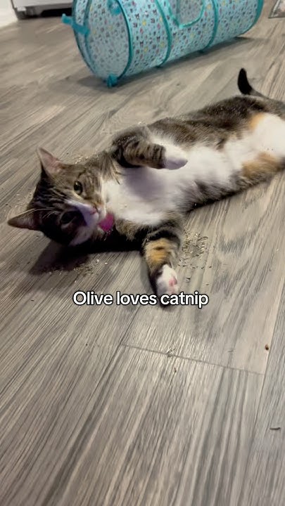 She loves it 💜 #catsofyoutube #cute #catshorts #catnip #catnipcraze #cat #catsvideo # ...