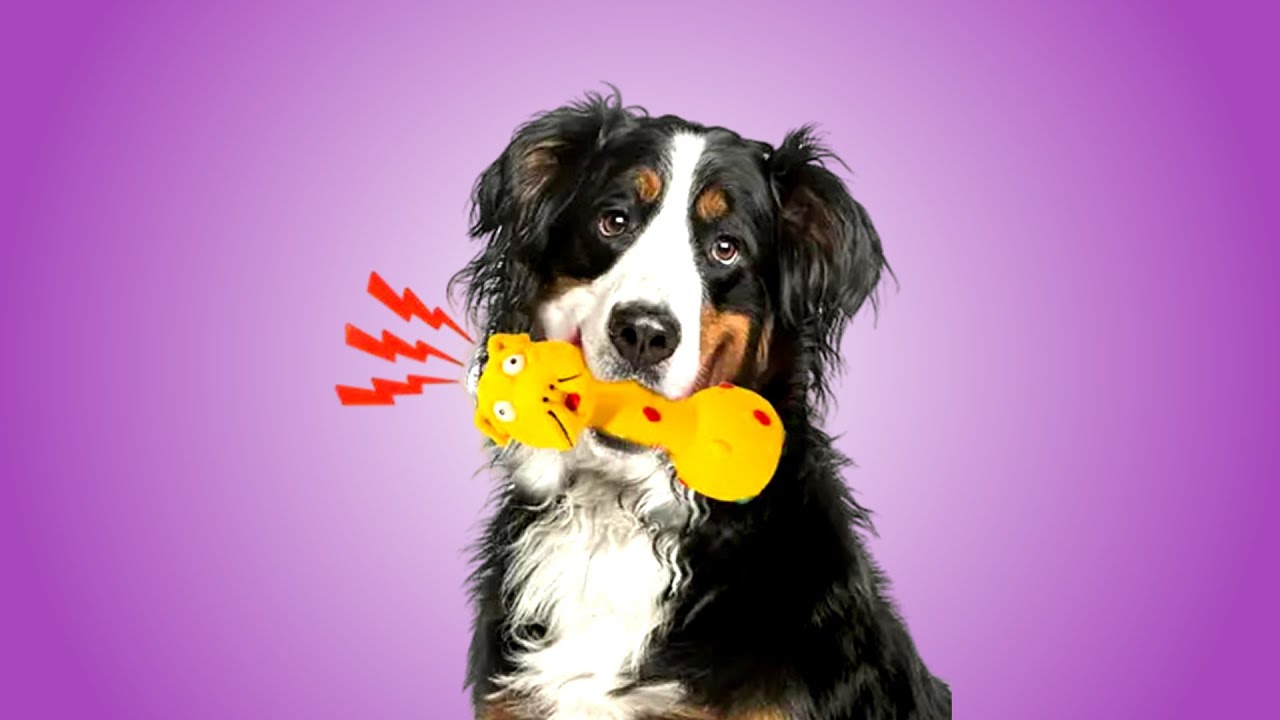 Squeaky Toy Sounds that are Guaranteed to make your Dog Go CRAZY - YouTube