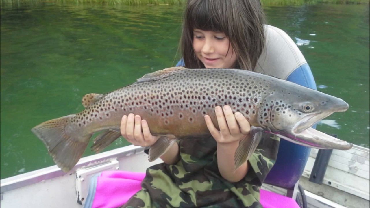 Monster Brown Trout, Alberta, Catch and release, Fishinggeeks - YouTube