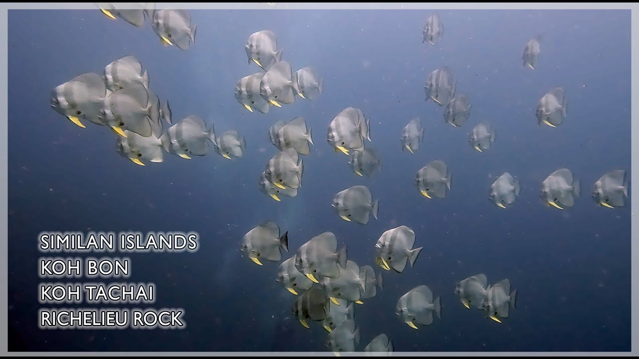 Diving Similan Island | Koh Bon/Tachai | Richelieu Rock on Pawara ...
