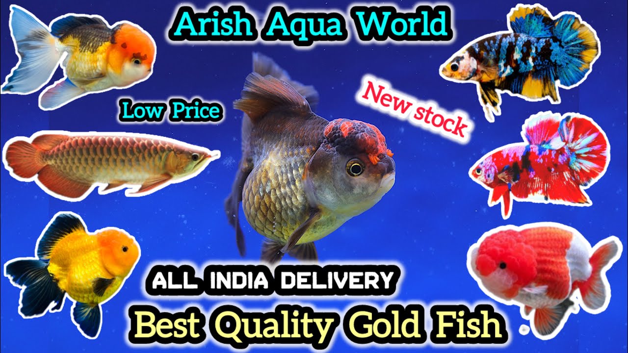 ARISH AQUA WORLD 🌍 TOP QUALITY GOLD FISH IN DELHI | all India delivery ...