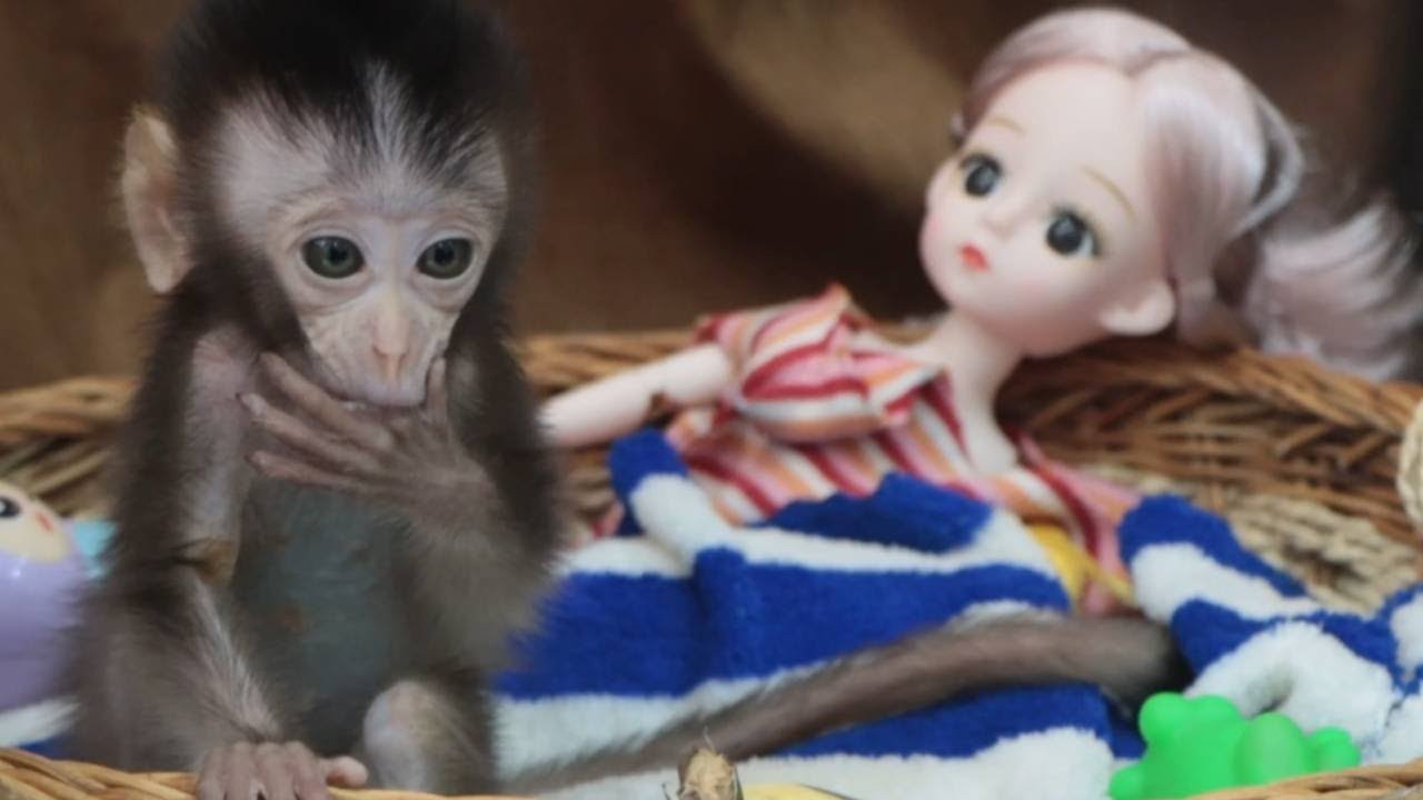 Baby monkey play with kid toys || Monkey Justeene - YouTube