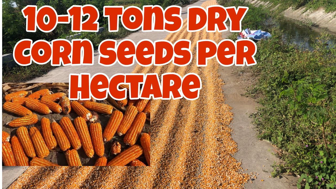 How it looks like a Corn that will Harvest 10-12 Tons dry per hectare ...