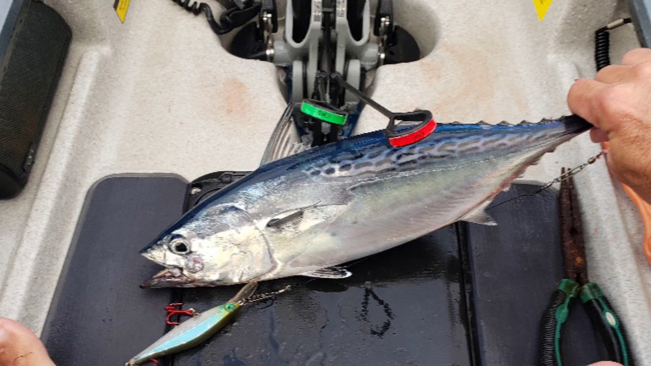 Pesca de (Peto)(Wahoo) en kayak (Hobie Outback 2019) - YouTube