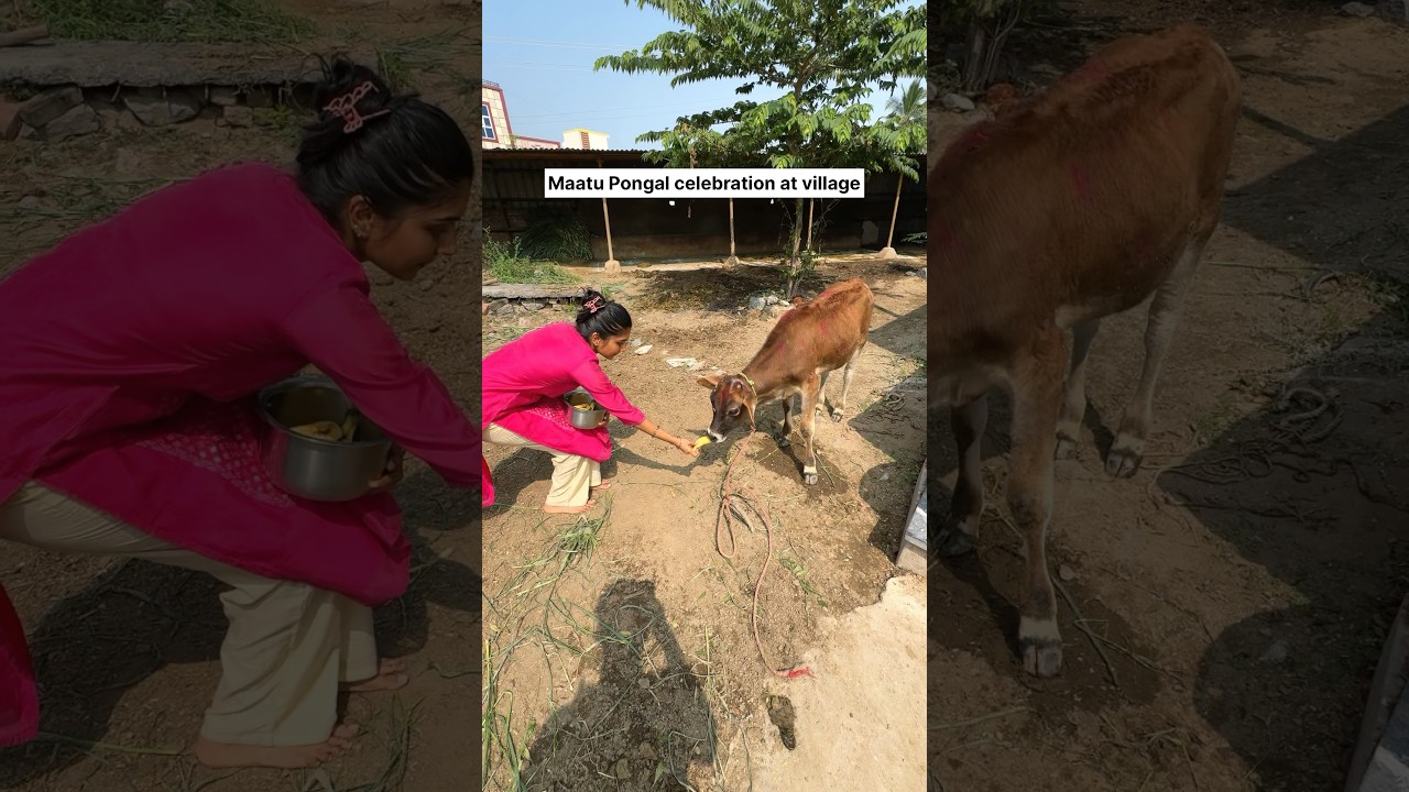 Maatu Pongal celebration at village 🐮 - YouTube