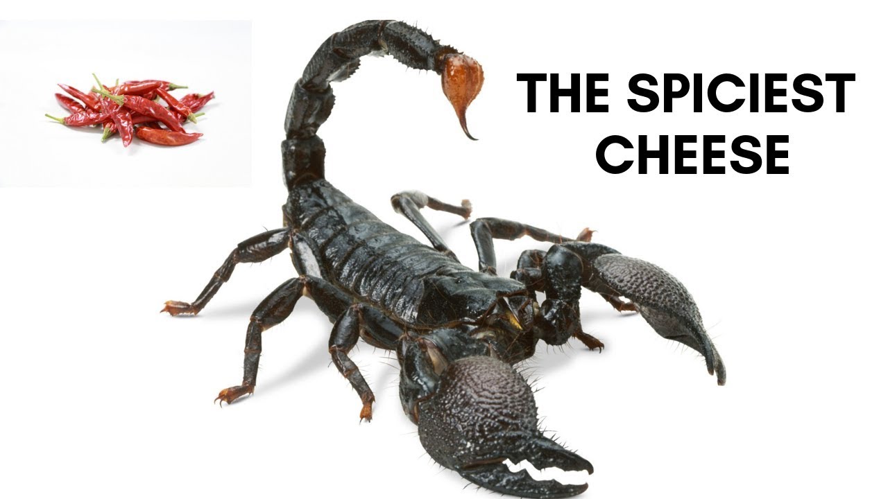 Spiciest Cheese in the World?! Scorpion Cheese Review - YouTube