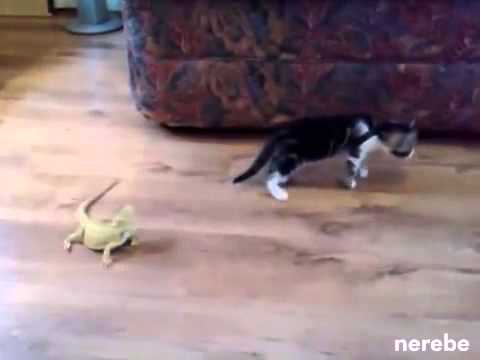 Allah Diyen Kedi