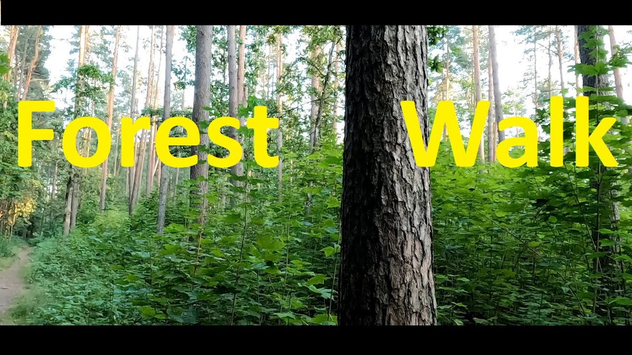 Forest Walk Meditation - Calming and Relaxing Activity - YouTube