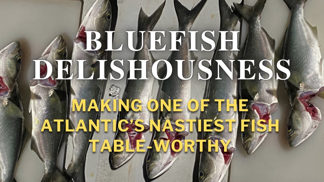 You Can Do This TOO! | Nags Head Dock Fishing at Night Bluefish {Catch ...