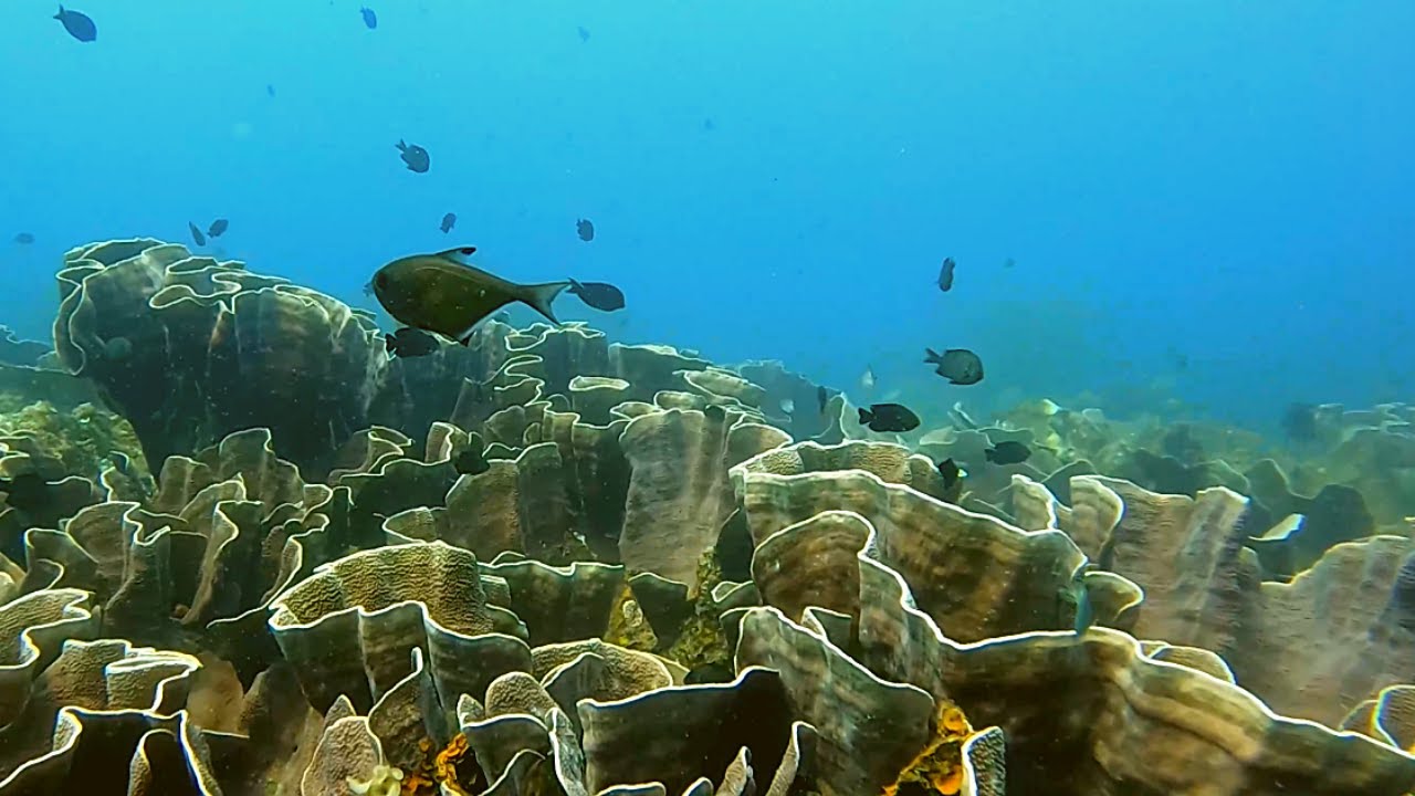 Explore Underneath Of Palawan El Nido Scuba Diving Part 19 - YouTube