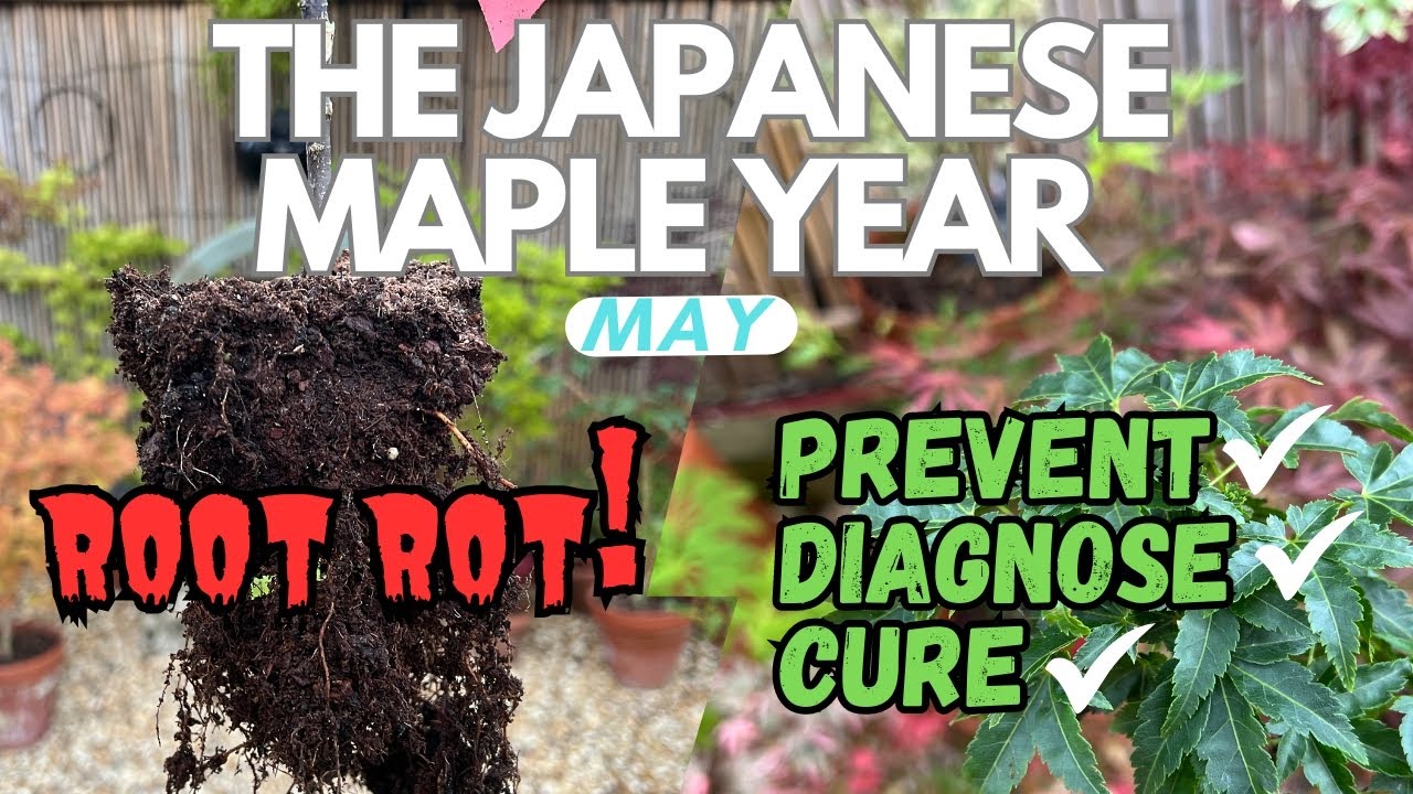 Japanese Maples: Root Rot - Prevent Diagnose Cure! - YouTube