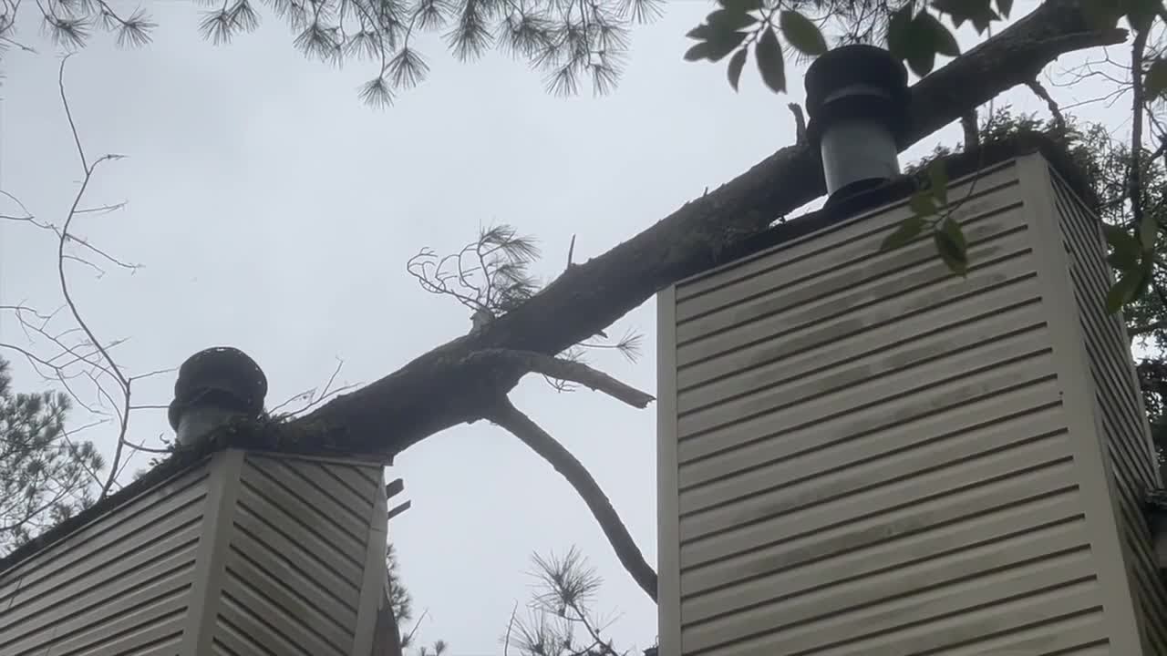 "It sounded like an earthquake " - Woman survives tree falling on her ...