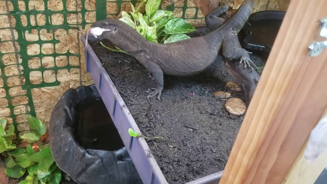 Adult Black Roughneck Monitor Feeding 59 (3 Frozen Adults) - YouTube