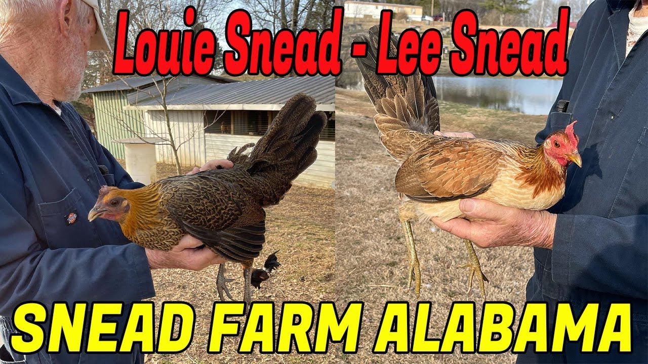 Beautiful Black Birds Velcro - Snead Farm Alabama - YouTube