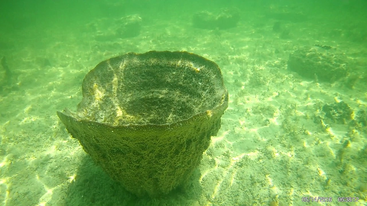 Sponge Bed. - YouTube