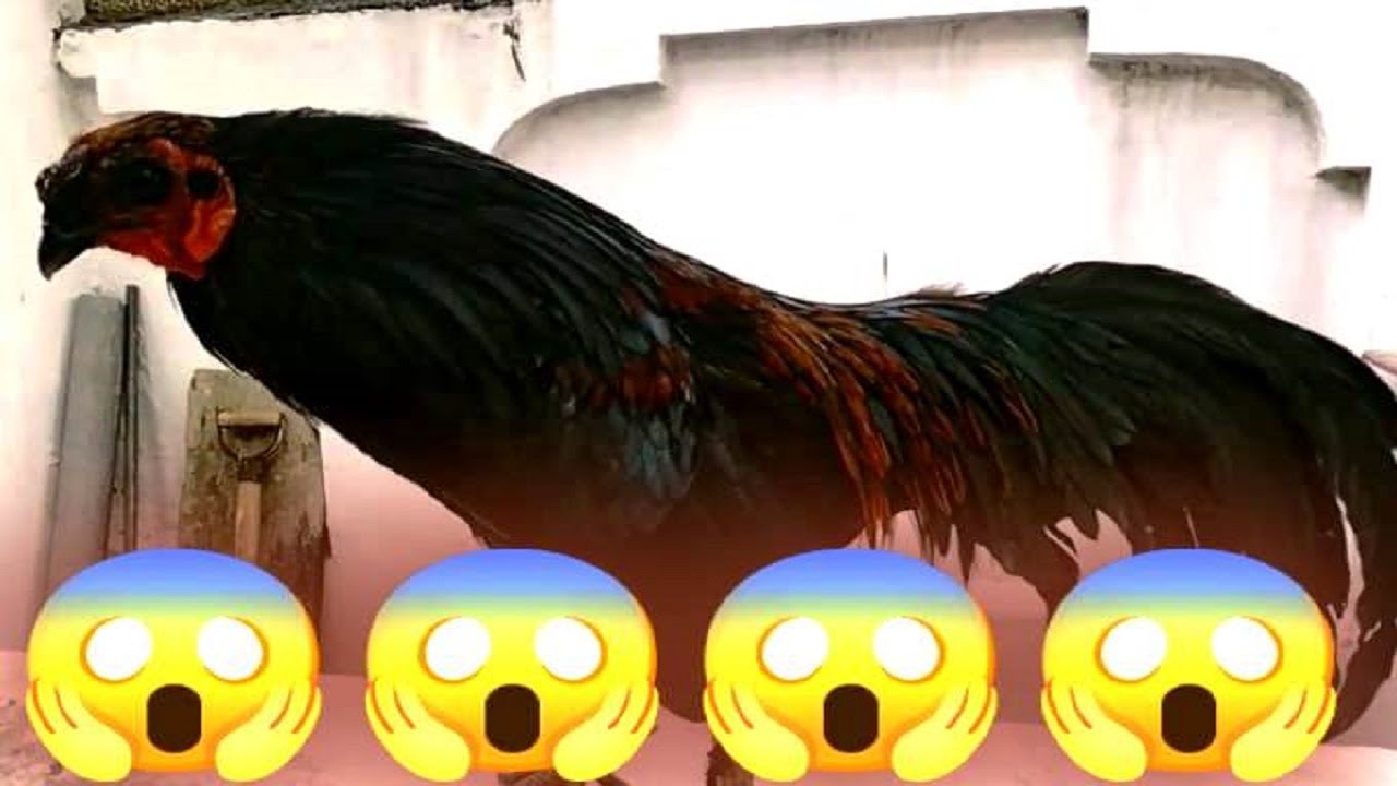 Beautiful Black Aseel Hen || Aseel Murga - YouTube