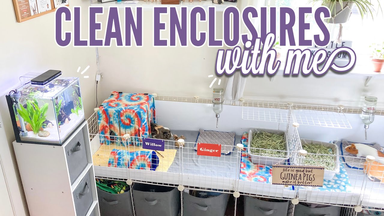 Clean My Pets Enclosures With Me! - YouTube