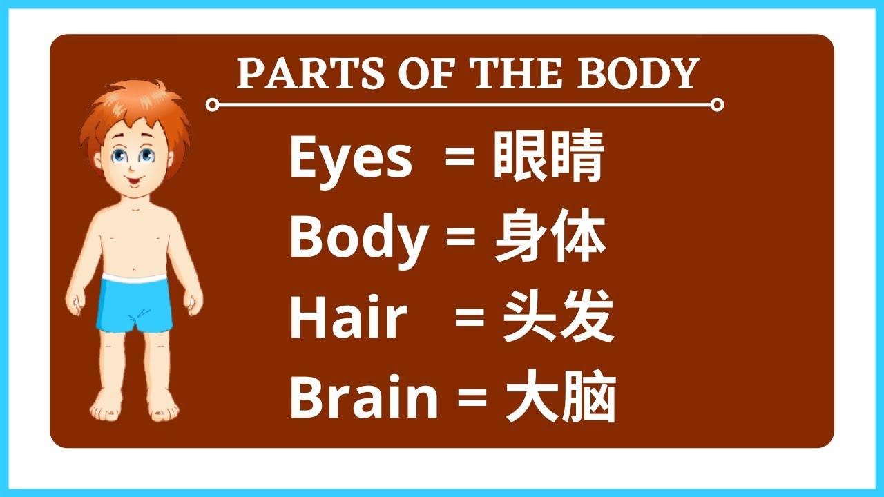 Learn Parts of the Human Body in Chinese Mandarin | Beginners' HSK ...