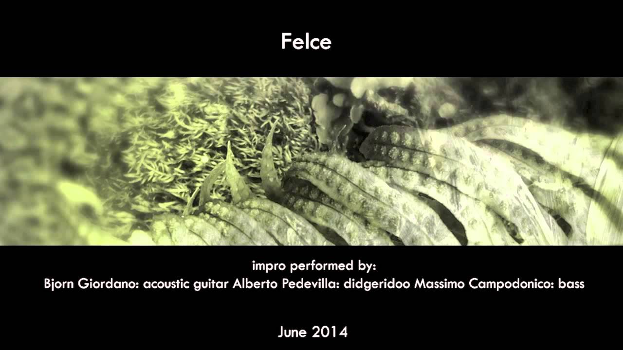 Felce - YouTube