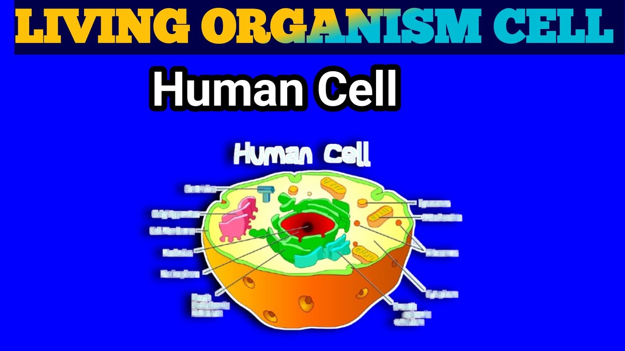 Human Cell Living Organism || Function Cell Organic || Human Cell ...
