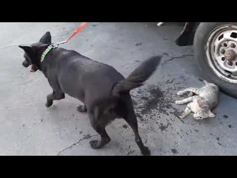 Kimbo good with cats - YouTube