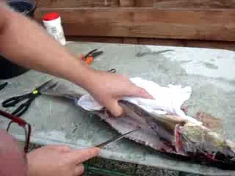 Snoekbaars Fileren - YouTube