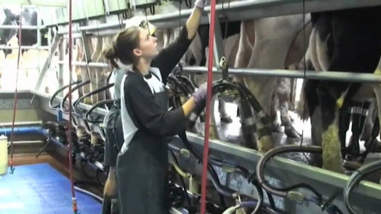 Cows Create Careers - YouTube