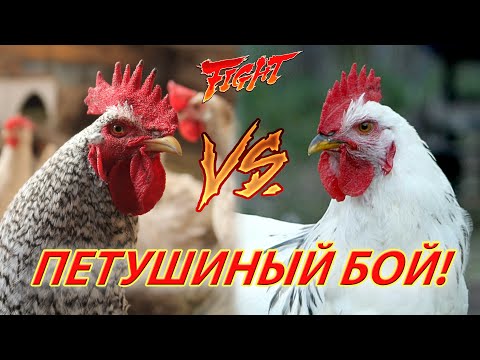 Петушиный бой в курятнике. Кто главный в сарае в курятнике?