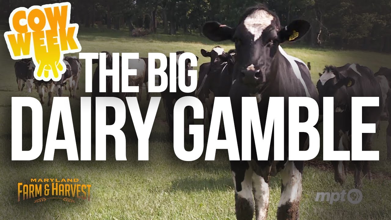 A Dairy Farmer's Gamble | Cow Week - YouTube