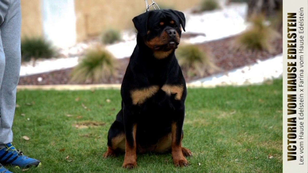 Victoria vom Hause Edelstein 10,5 months - YouTube