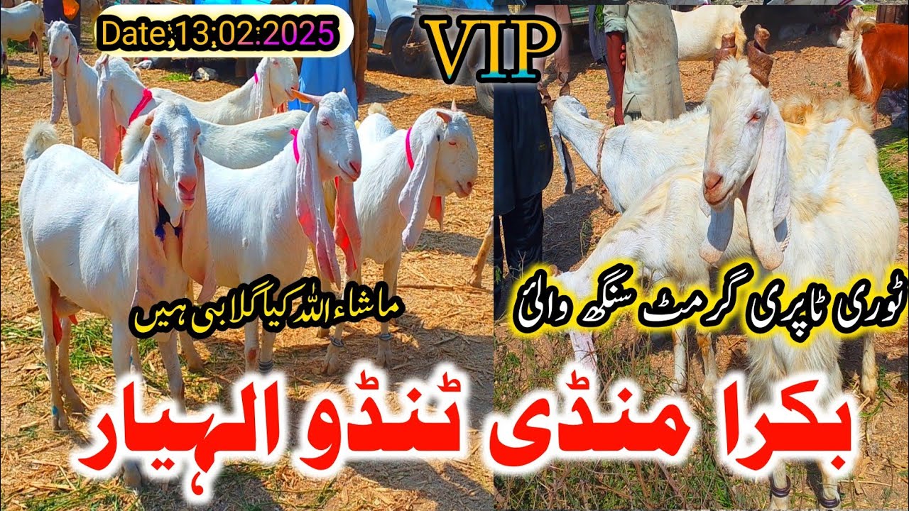Bakra Mandi tandalhyar || Gulabi|| Patri|| Kamori mix breed Latest ...