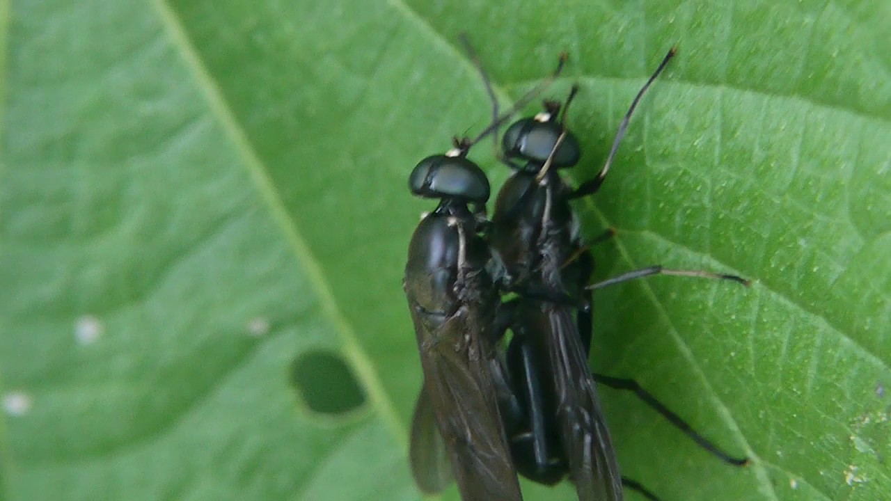 [見島のいきものたち 317]コウカアブ Ptecticus tenebrifer のペア - YouTube