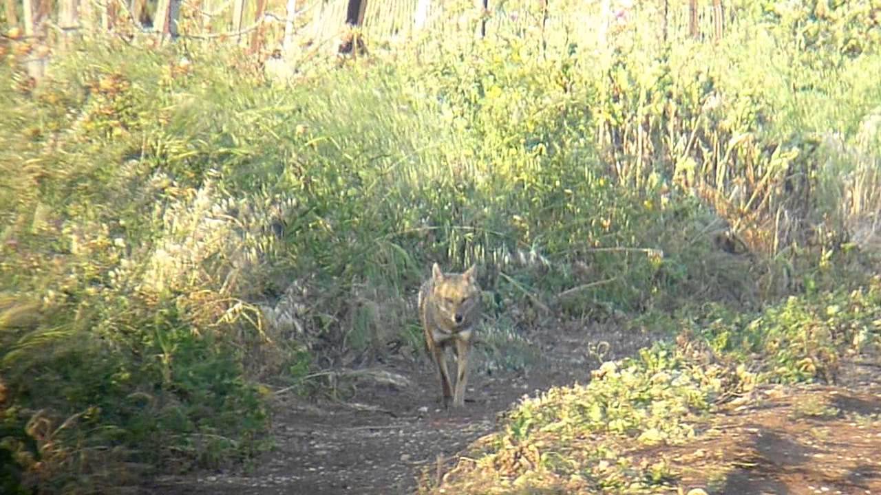 Szakal złocisty (Canis aureus) - Golden jackal - YouTube