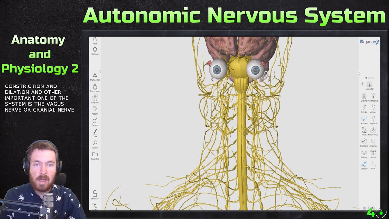 Autonomic Nervous System Anatomy Overview - Anatomy and Physiology 2 ...
