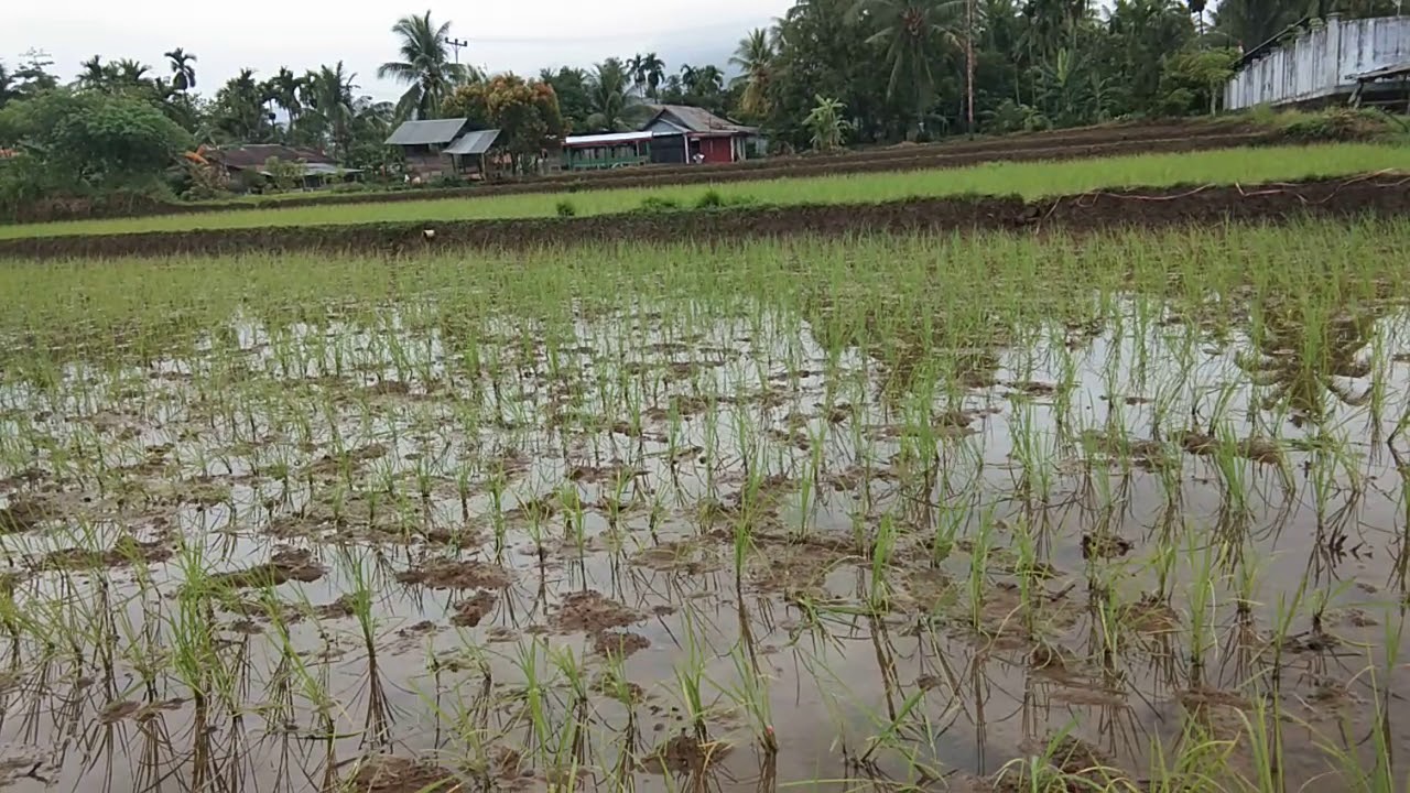 Padi IR 42 pake eco farming Dinas Holtikultura Sumbar 081266141010 ...