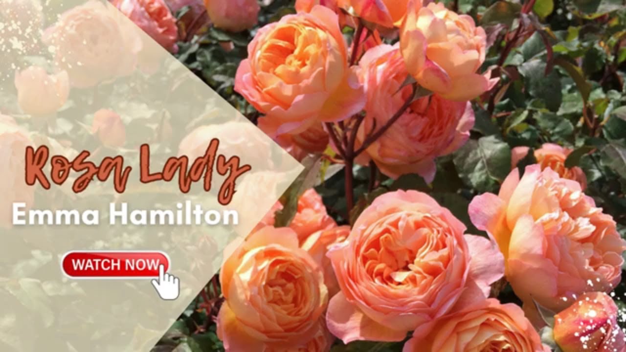 Rosa 'Lady Emma Hamilton' | 'Lady Emma Hamilton' Rose | English Roses ...