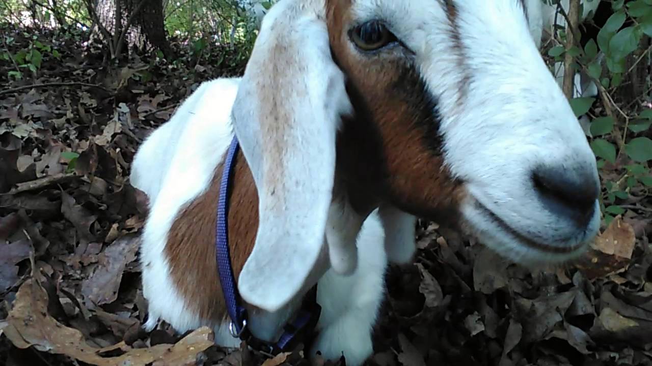 Goat Chews Its Cud - YouTube