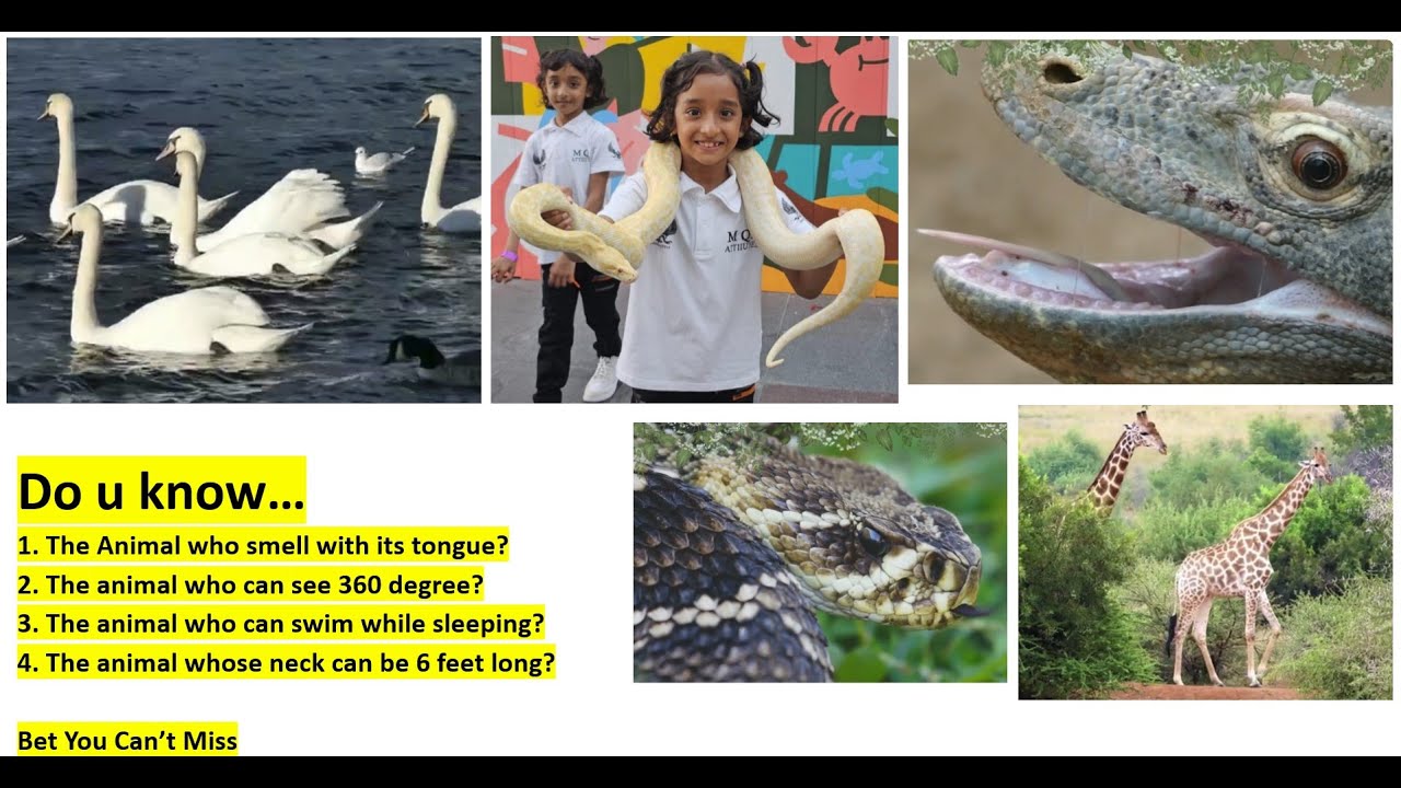 Meet The Animal Friends | Animal Encounters and Puzzles | Identify new ...