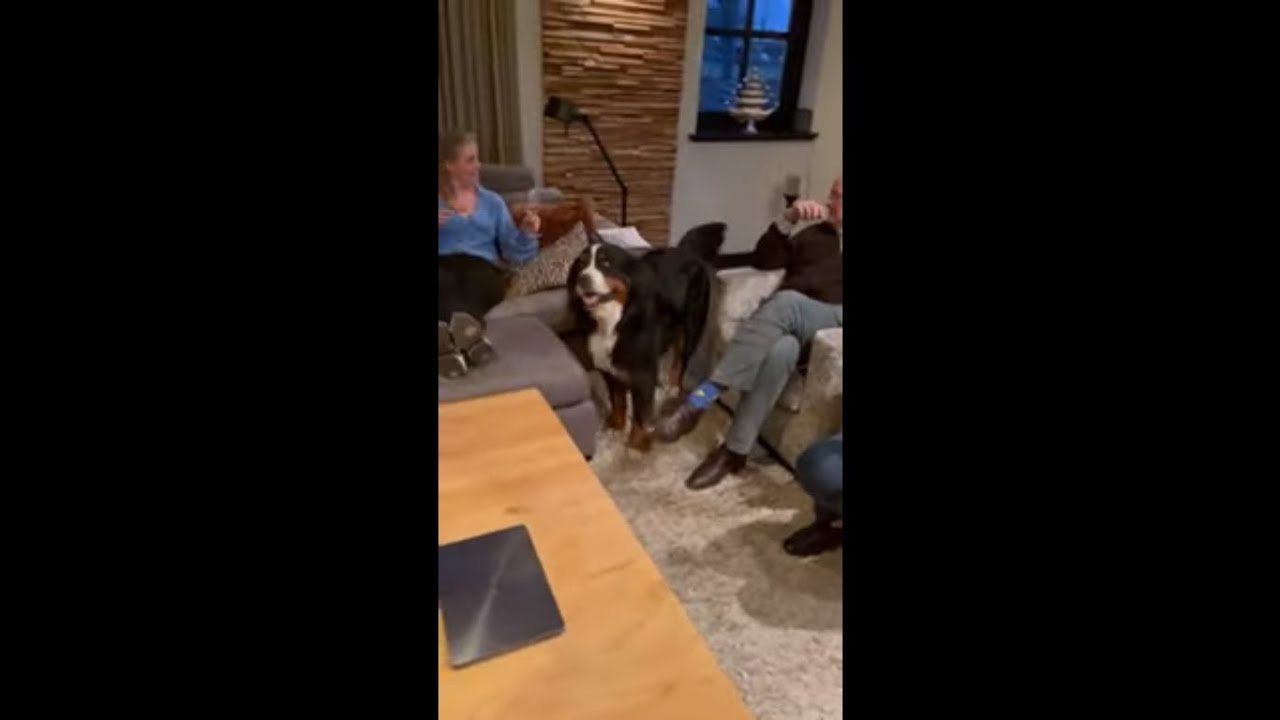 Family Giving Dog a Big Applause for Being a Good Boy - YouTube