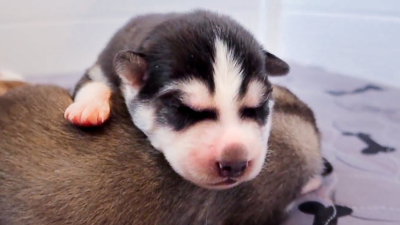 Extra Cuddly Husky Puppies! - YouTube